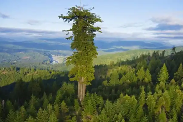 世界最高樹Hyperion不再向遊客開放 - News for Chinese － 舊金山灣區No.1免費華人社區報紙